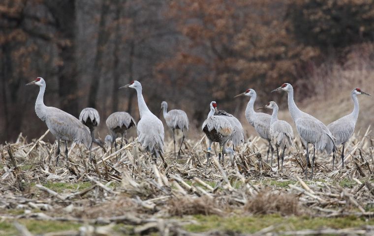 Goose Pond Sunset Tour | IndiGo Birding Nature Tours