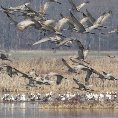 Goose Pond tours | IndiGo Birding Nature Tours